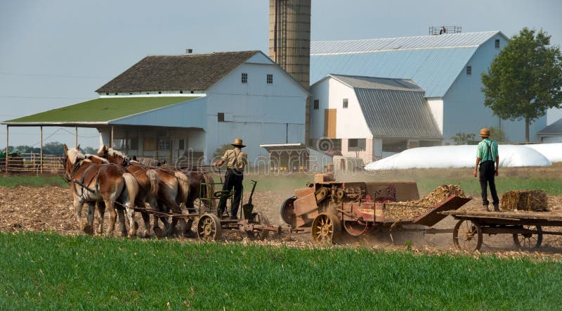 Amish working stock photo. Image of plowing, field, seed - 43438936