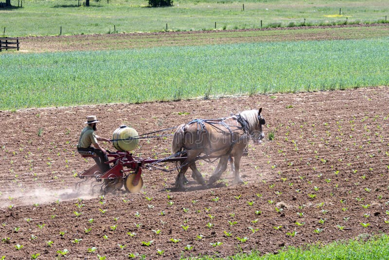Amish Farming Working the Fields with His Two Horses, on His Farm ...