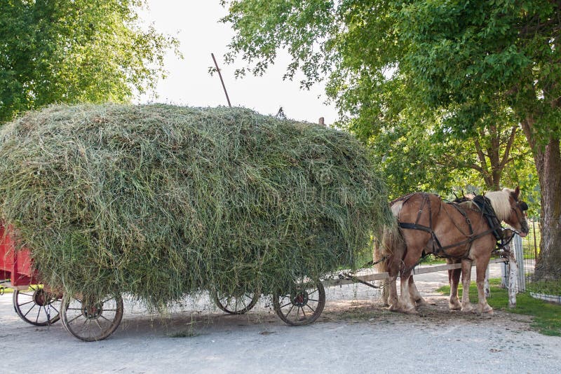 Wagon and team of horses stock photo. Image of brown - 42803344