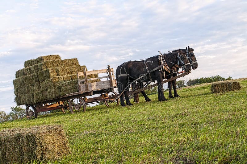 Amish hay wagon stock photo. Image of feed, tied, forageamish - 45440960