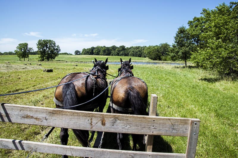 Amish Horse Drawn Hay Wagon Stock Photo - Image of agriculture, food ...