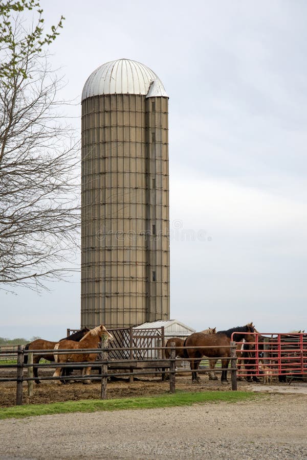 Broncos Arabian Horse Stock Photos - Free & Royalty-Free Stock Photos ...