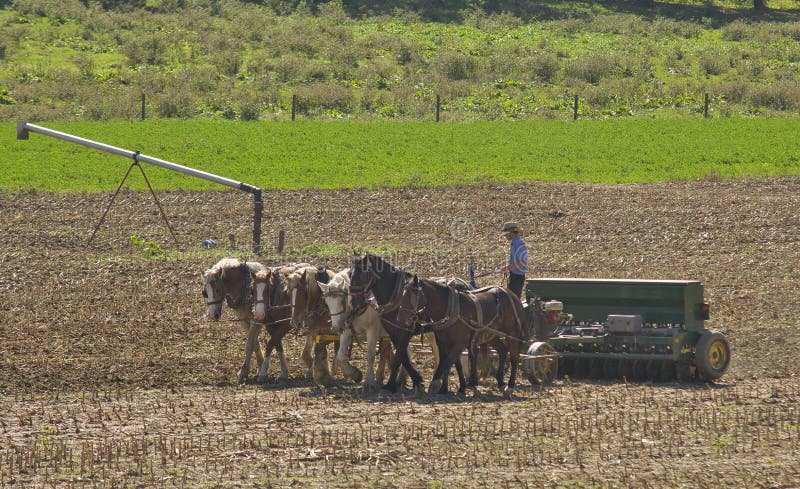 Amish Worker Working the Field with 6 Horses Pulling His Farm Equipment ...