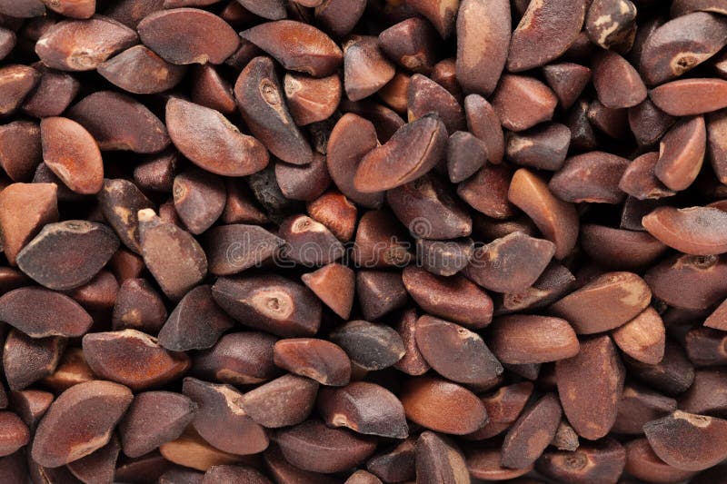 Amla Dry Seed (Phyllanthus Emblica) Stock Image - Image of seed, dark ...