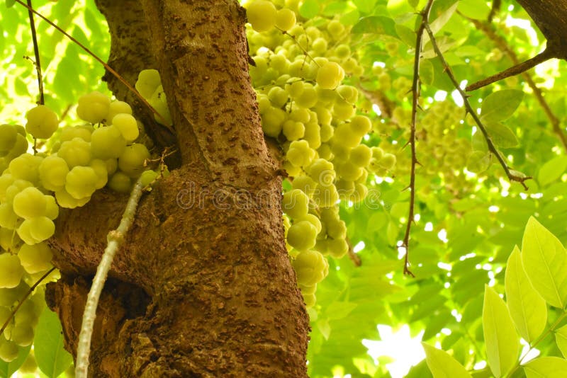 AMLA FRUIT YELLOW COLOR in TREE Stock Photo - Image of amla, fruit ...