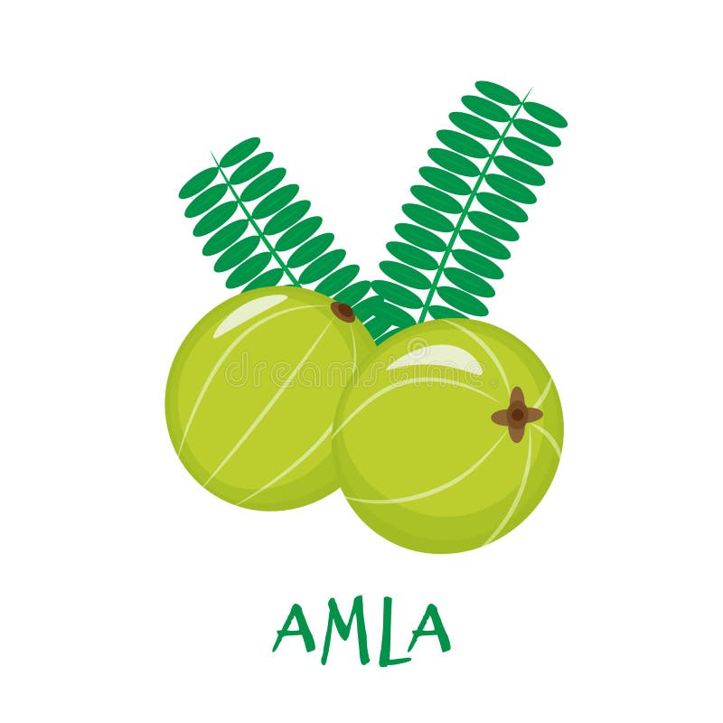 Amla Indian Gooseberry Vector, Outline Drawing Vector Set on White ...