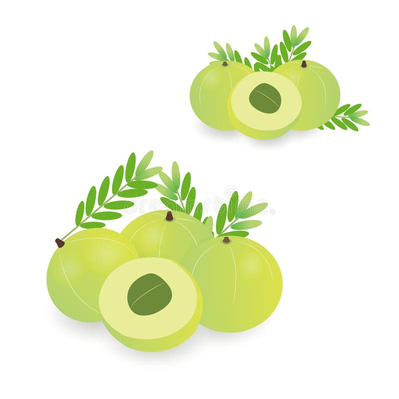 Amla Indian Gooseberry Vector, Outline Drawing Vector Set on White ...