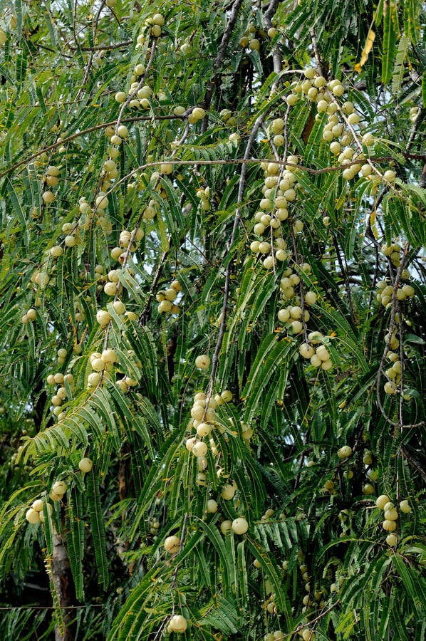 Amla tree stock image. Image of light, amla, gooseberry - 8076097