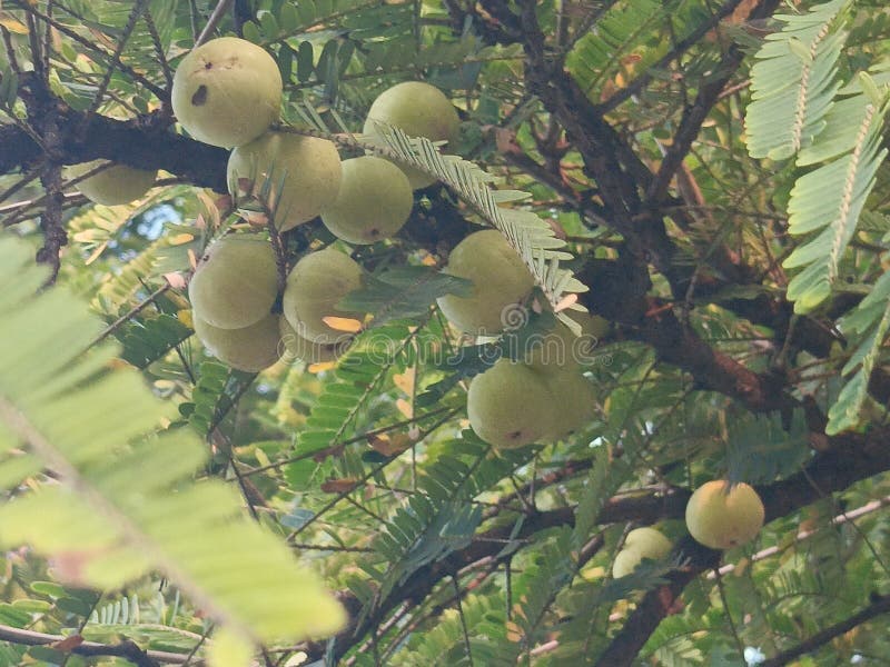 Amla tree stock image. Image of ofamla, jungle, blossom - 337510001