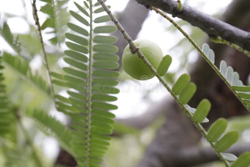 Amla tree stock image. Image of light, amla, gooseberry - 8076097