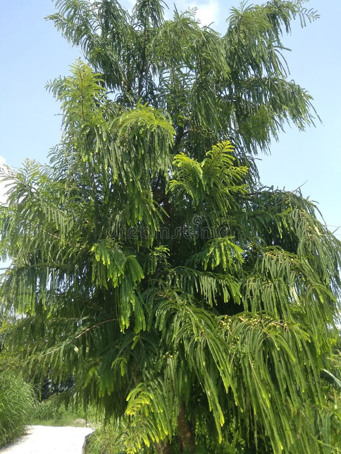 Amla Tree at on a House of Indian Village Stock Image - Image of pity ...