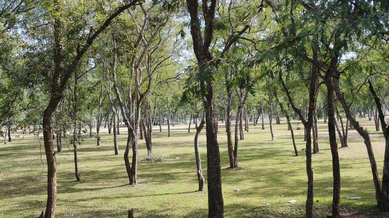 Amla Tree Roped and Planted Line by Line in the Ground. Stock Image ...