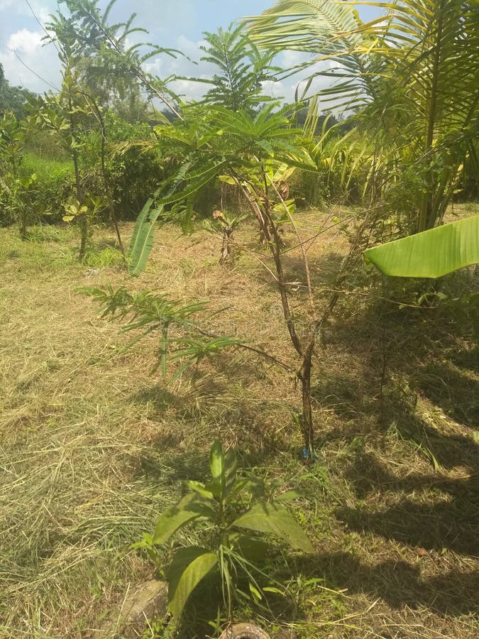 Amla tree sapling stock image. Image of amla, gooseberry - 126509997