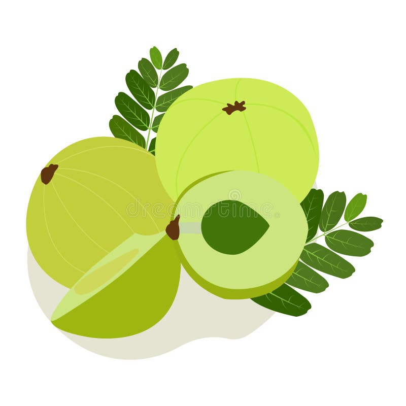 Amla Vectors Illustrations Amlocy Fruit Vector Vector Amloki Fruit ...