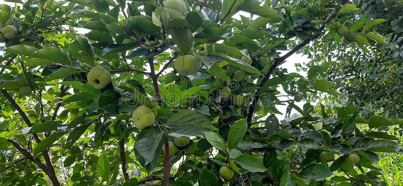 Amlok Stock Photos - Free & Royalty-Free Stock Photos from Dreamstime