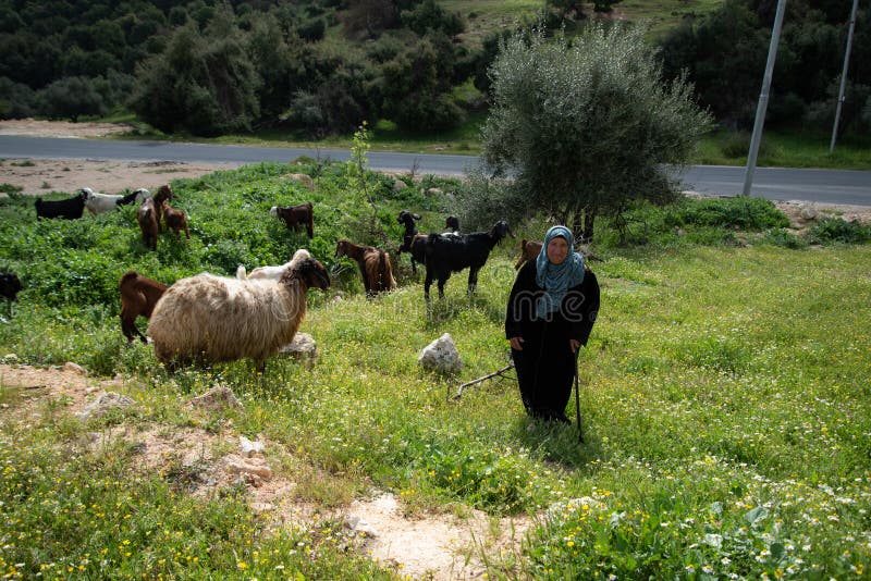 Amman, Jordan - 6 April 2023 : Shepherd with Her Stick Editorial Image ...