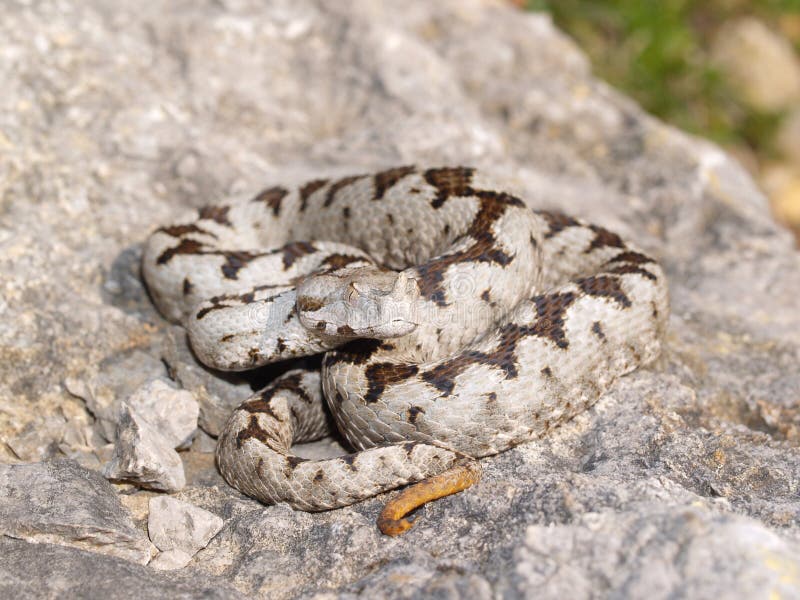 Ammoditi Del Vipera, Vipera Naso-cornuta, Vipera Dal Naso Lungo, Horn ...