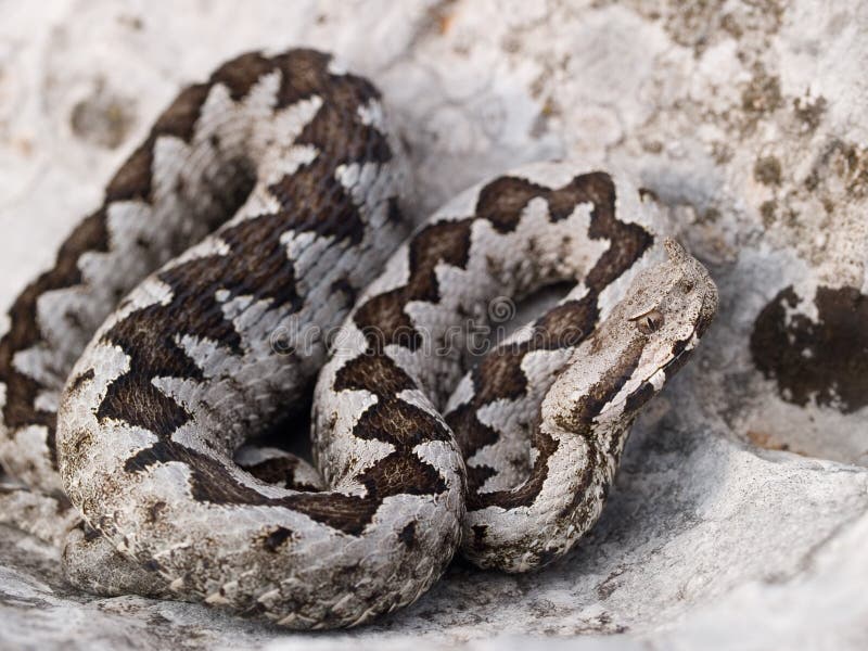 Ammoditi Del Vipera, Vipera Naso-cornuta, Vipera Dal Naso Lungo, Horn ...