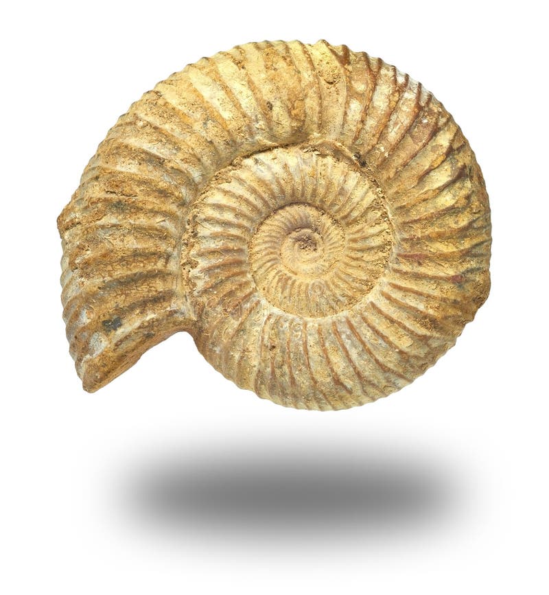 Ammoniet stock afbeelding. Image of fossiel, archeologie - 100048187