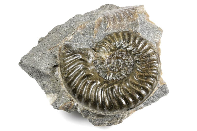 Ammoniet stock afbeelding. Image of fossiel, jura, geologisch - 102106925