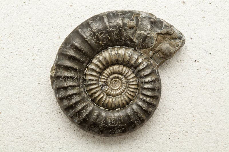 Ammoniet stock afbeelding. Image of fossiel, archeologie - 100048187