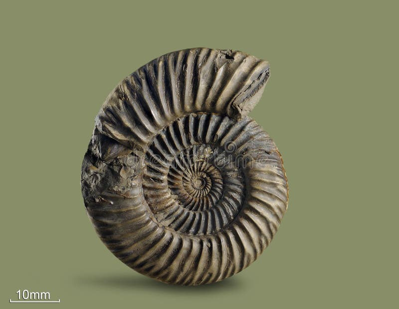 Ammoniet - Fossiel Weekdier Stock Afbeelding - Image of ongewervelde ...