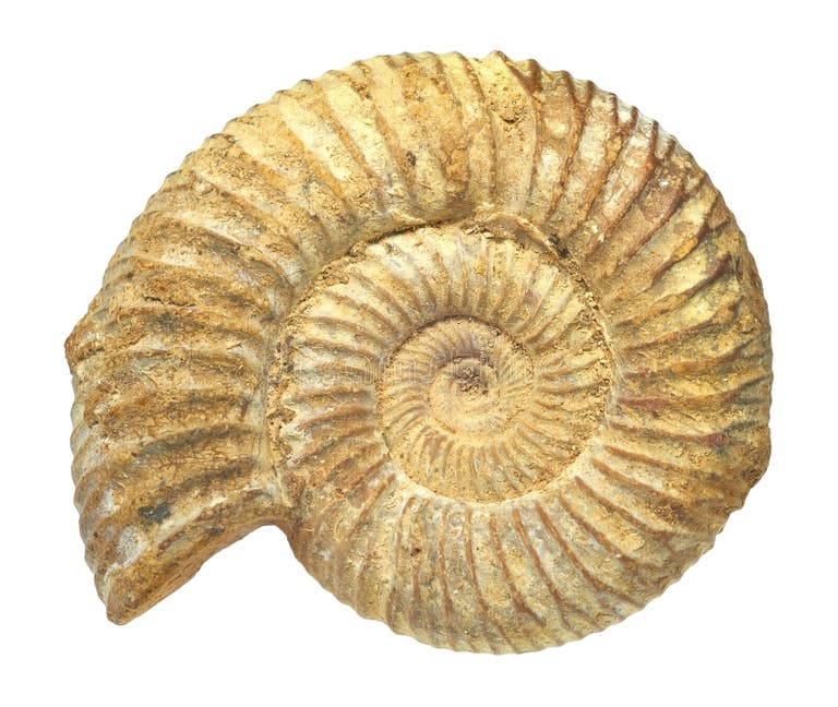 Ammonit stockbild. Bild von alter, stein, welt, forschung - 100006513