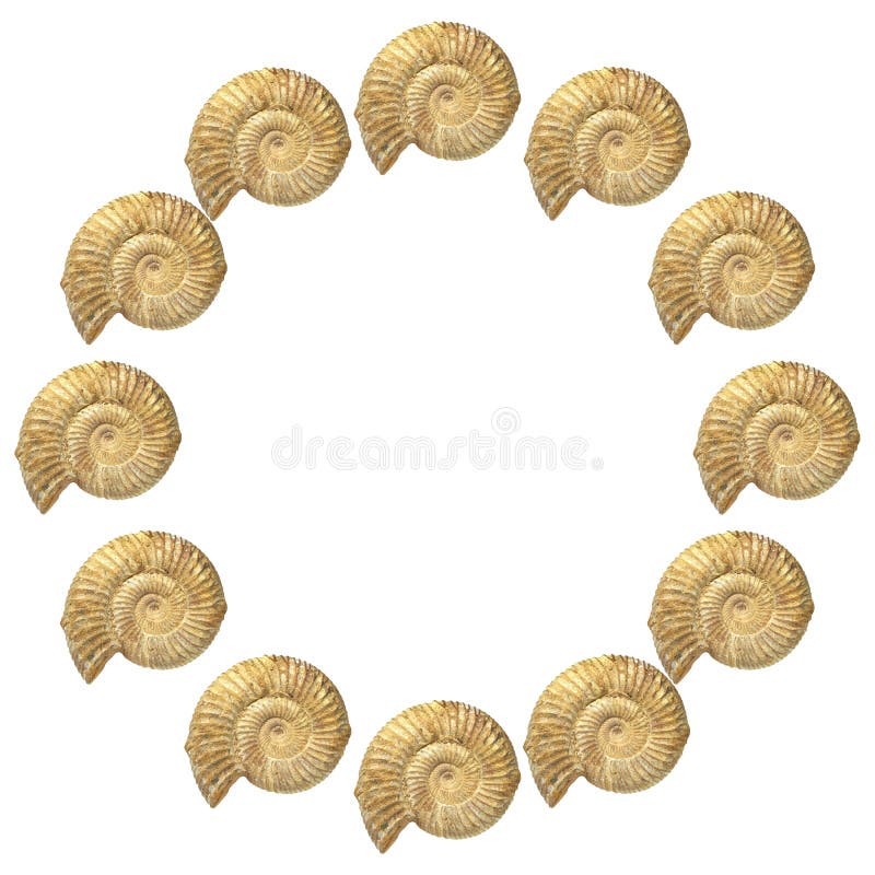 Ammonit stockbild. Bild von forschung, geologie, tier - 100048187