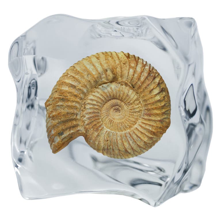 Ammonit stockbild. Bild von transparenz, geologie, fossil - 100048649