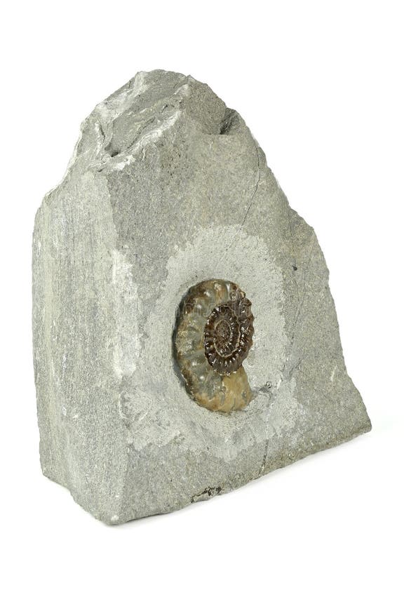 Ammonit stockbild. Bild von frech, ära, komplett, geologisch - 102104831