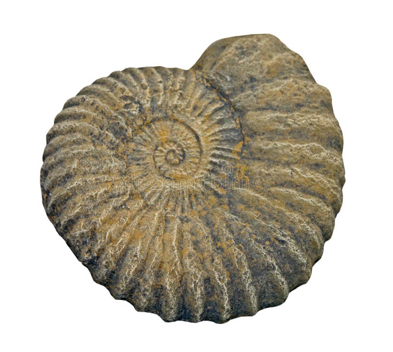 Ammonit-Fossil stockbild. Bild von felsen, ozean, nave - 36855377