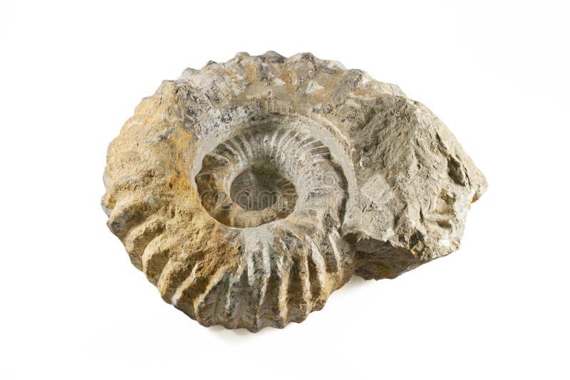Ammonit-Fossil stockbild. Bild von ozean, frech, museum - 36855377