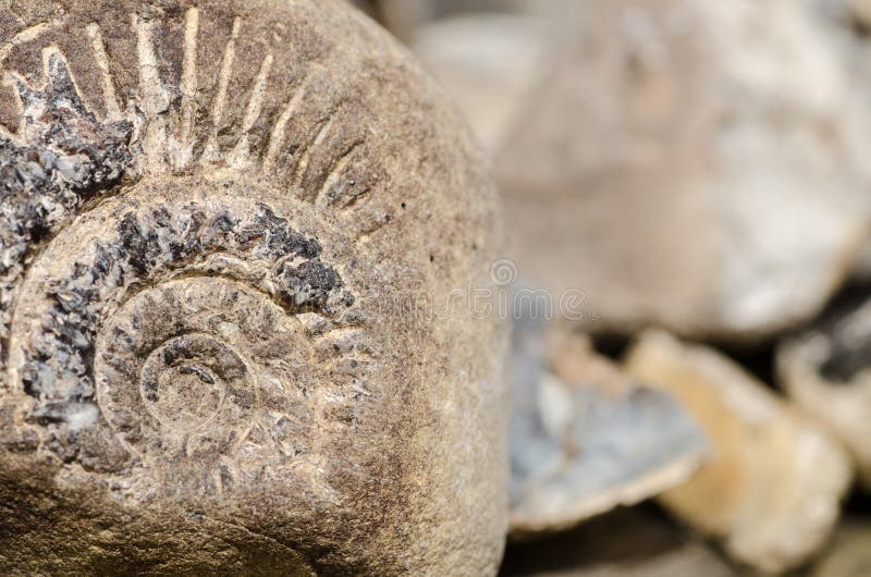 Ammonit fossil stock image. Image of texture, geology - 42272971