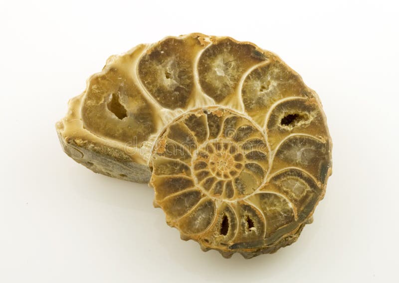 Ammonite stock photo. Image of paleontology, geology - 62026500