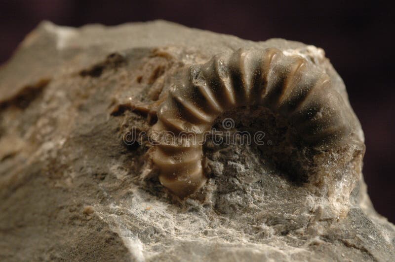 Ammonite stock photo. Image of creatures, rocks, ammonite - 585698