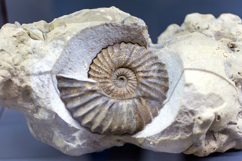 Ammonite. Ammonite Shell in the Form of a Spiral Stock Photo - Image of ...