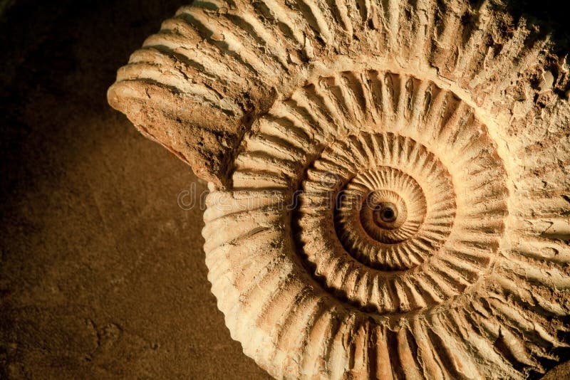 Ammonite background stock photo. Image of detail, evolution - 15744012