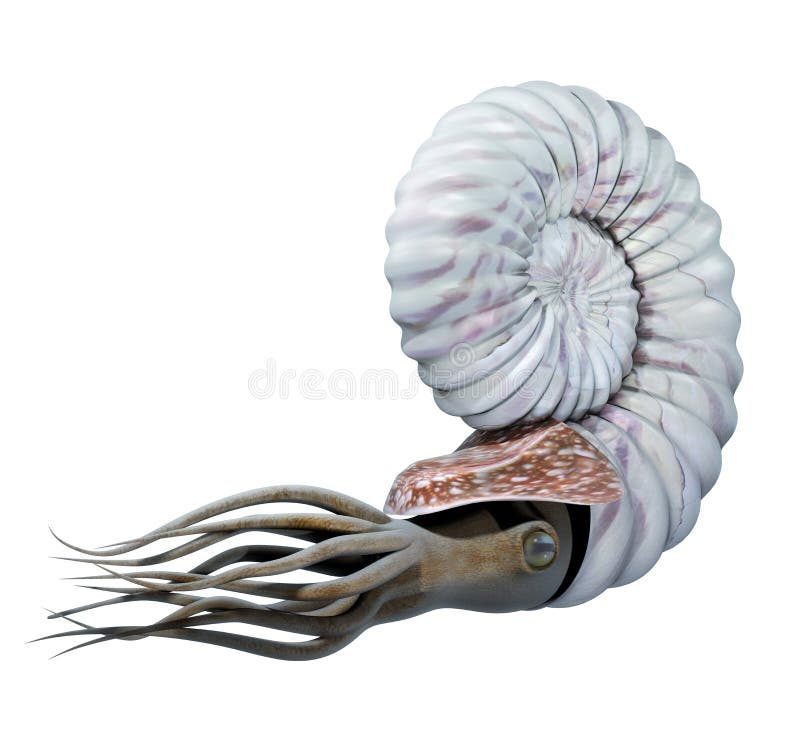 Ammonite stock illustration. Illustration of fossil, spiral - 10503235