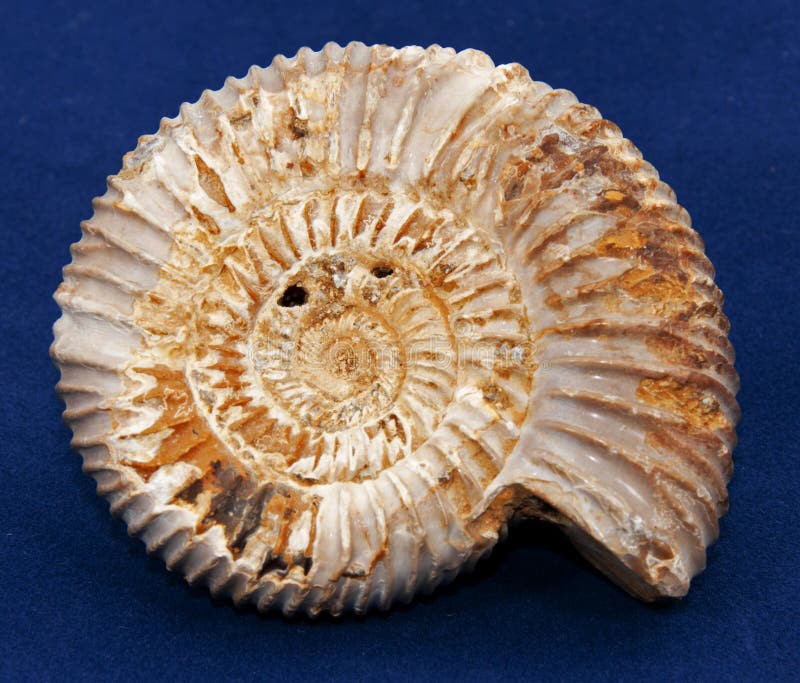 Ammonite Fossil stock image. Image of history, antique - 21637737