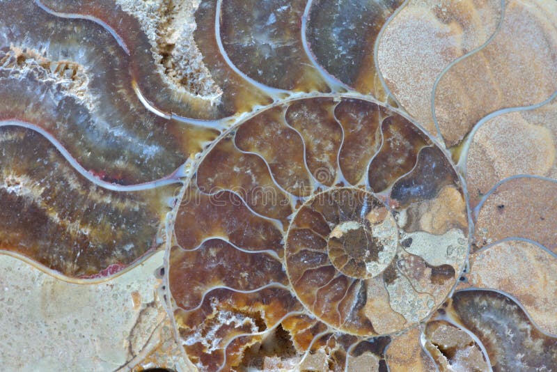Ammonite fossil close-up stock photo. Image of centre - 42797586