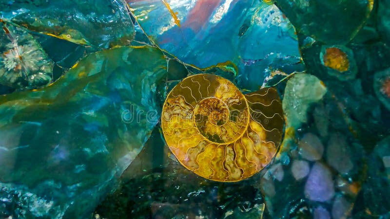Ammonite Fossil in the Colorful Stone Stock Photo - Image of jurassic ...