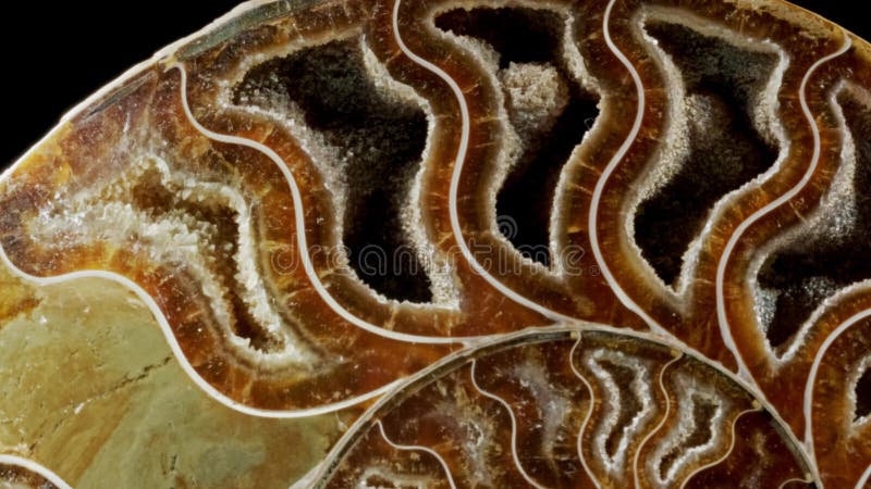 Ammonite Fossil Embedded in Stone, Real Ancient Petrified Shell. Stock ...