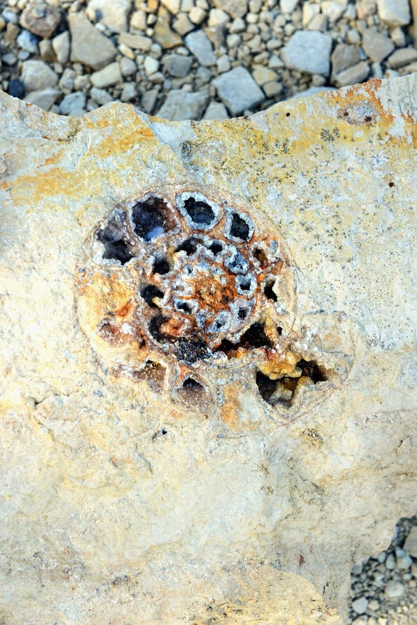 Ammonite fossil stock image. Image of stone, nautilus - 70308631