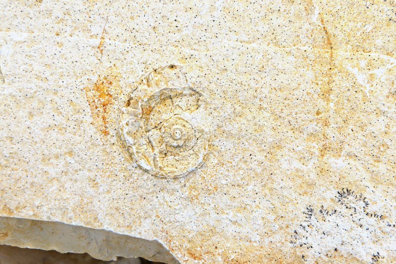 Ammonite Fossil in Limestone Rock. Surface Stock Photo - Image of close ...