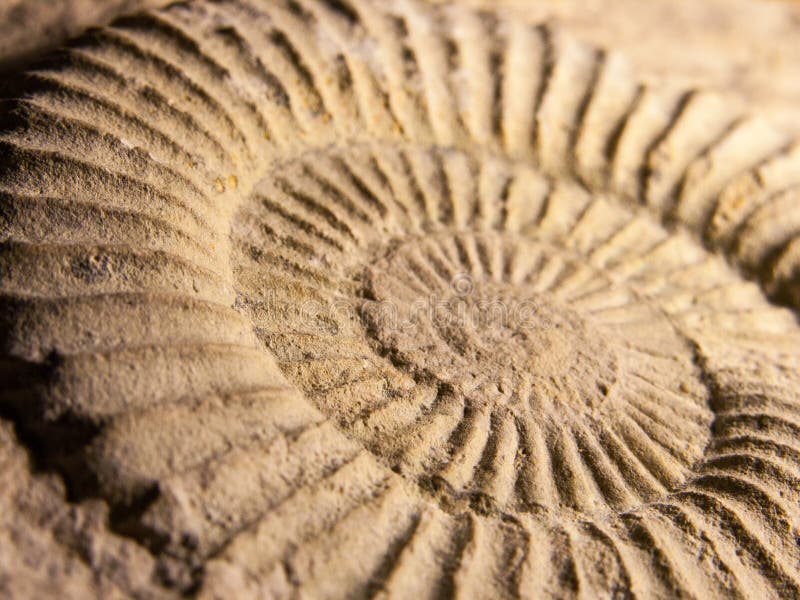 Ammonite Fossil in the Rock. Stock Image - Image of nautilus, amonit ...