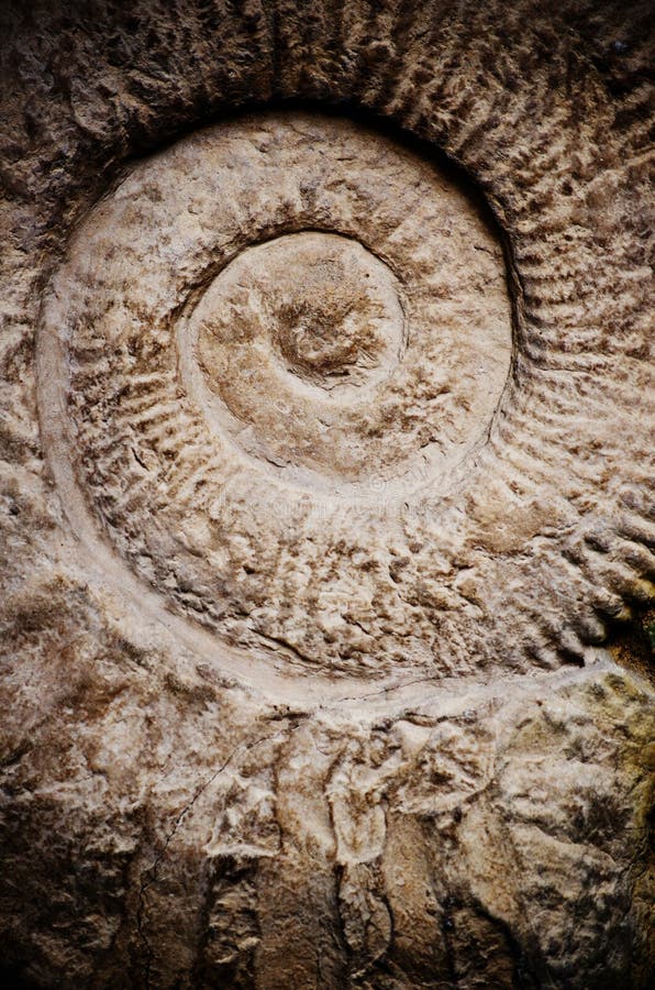 Ammonite fossil stock photo. Image of epoch, ammonites - 60253310