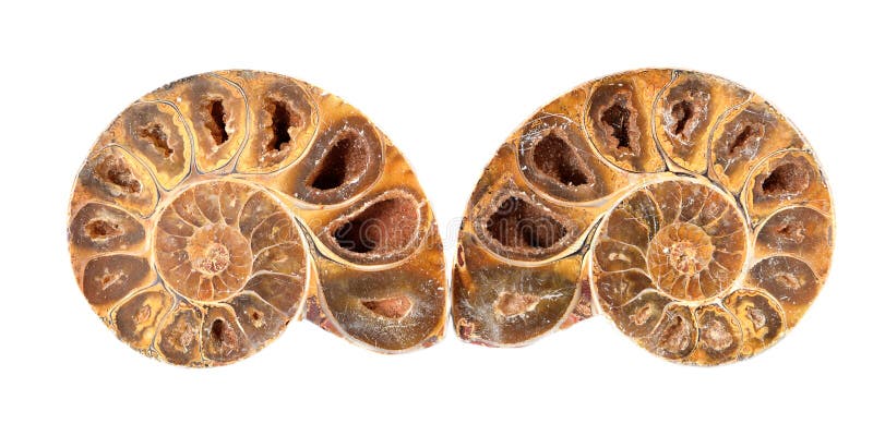 Ammonite fossil shell stock image. Image of pattern, evolution - 66156153