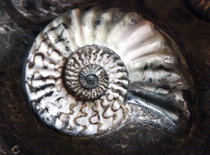 Ammonite fossil stock photo. Image of ammonites, icon - 49758950