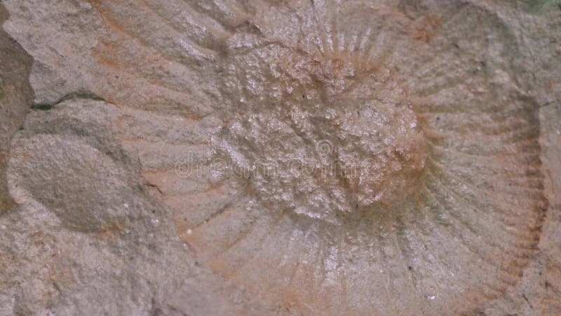 Ammonite fossil in studio stock video. Video of coil - 266135385