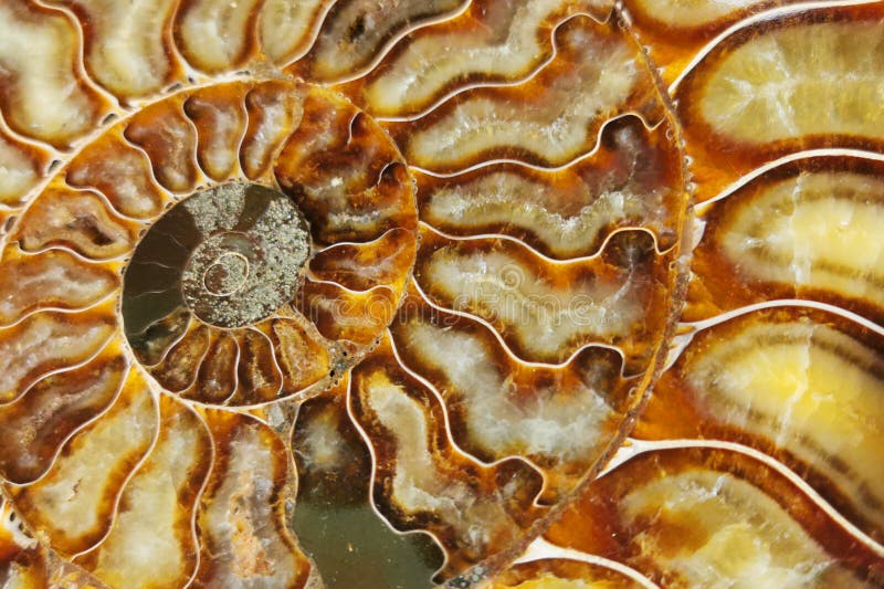Ammonite fossil texture stock photo. Image of spiral - 314024500